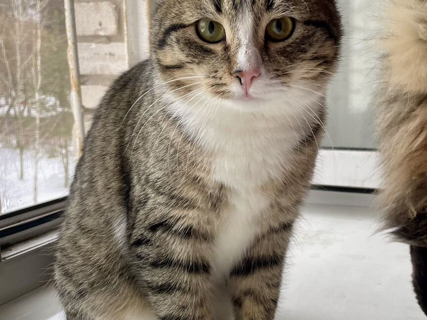 Обаятельный котик в добрые руки