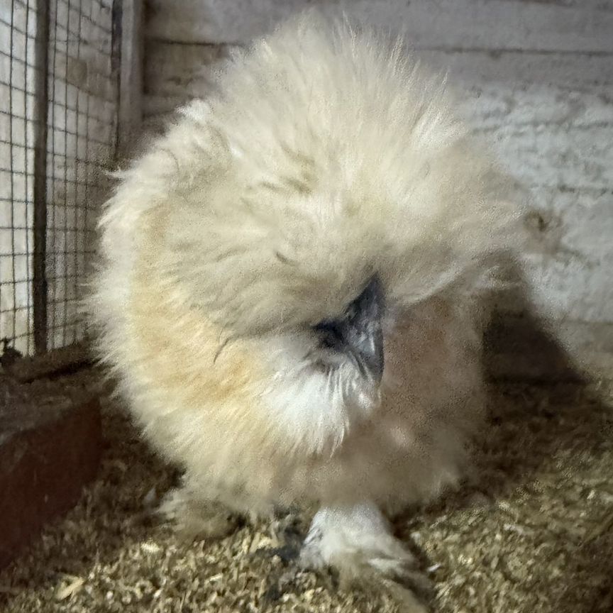 Китайские шелковые куры