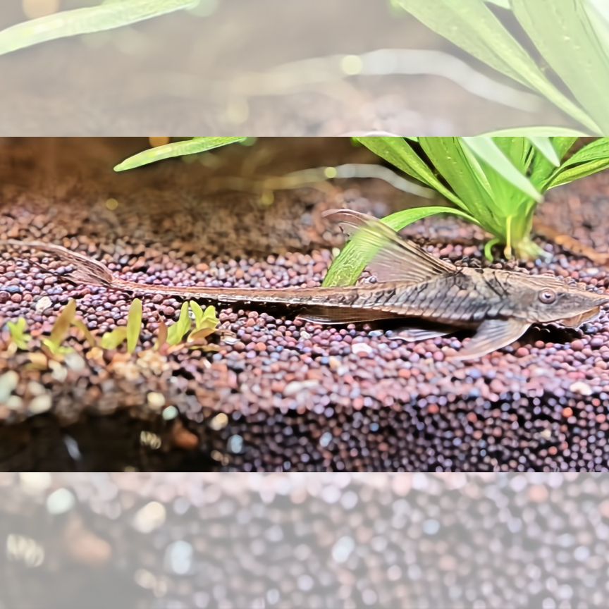 Стурисома панамская