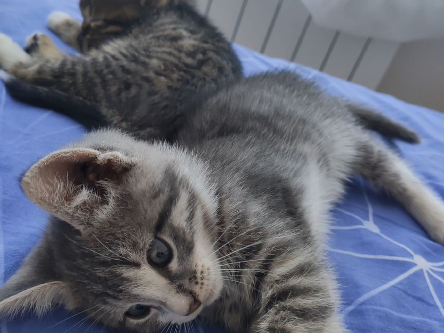 В ленте выкинули котят
