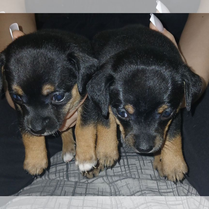 Русский той-терьер, щенок