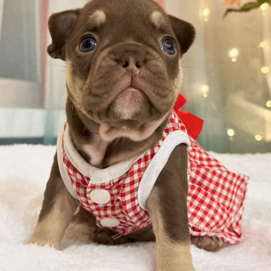 Французский бульдог щенки