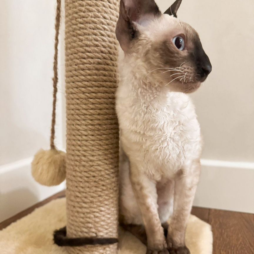 Котенок корниш рекс