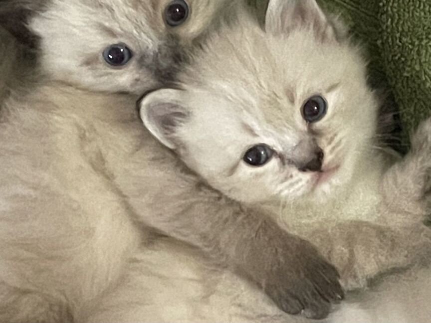 Невские маскарадные котята
