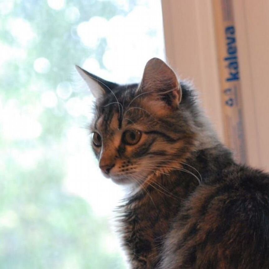 Котенок нуждается в добрых руках