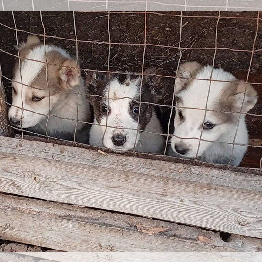 Среднеазиатская овчарка, щенок