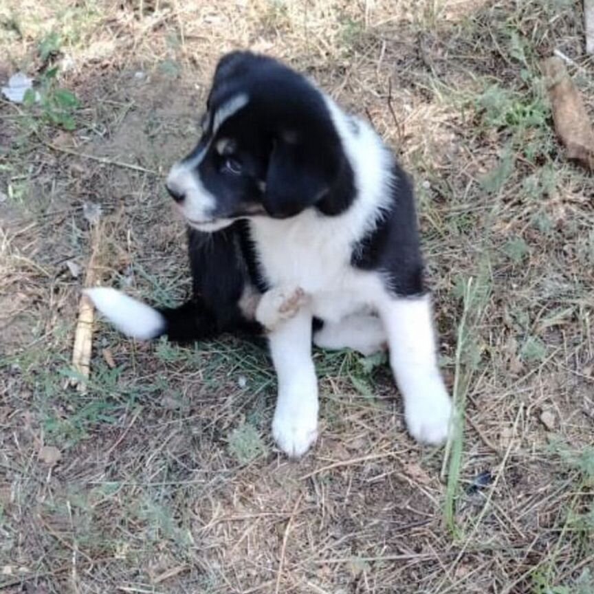 Собака