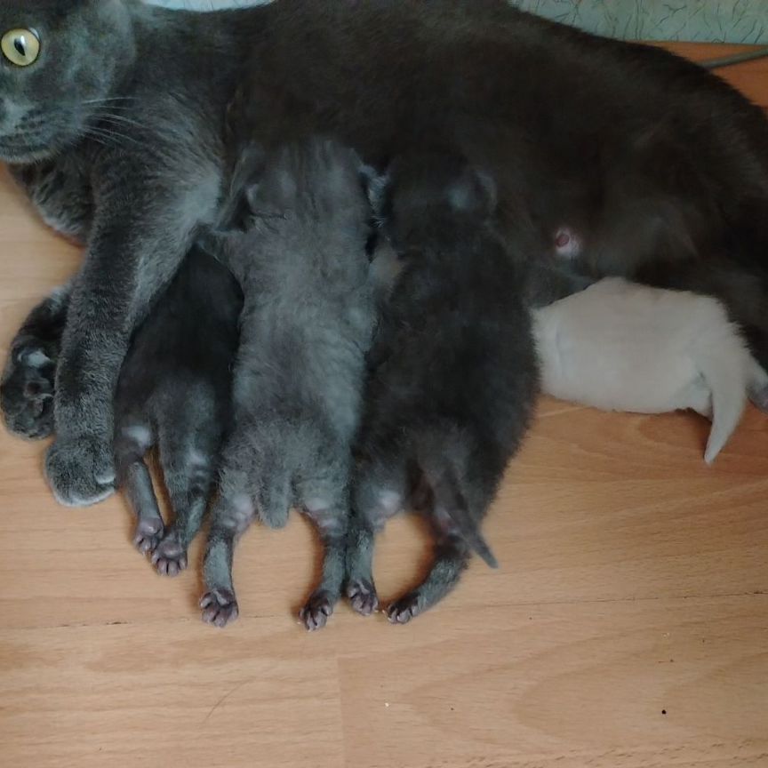 Котята русской голубой породы
