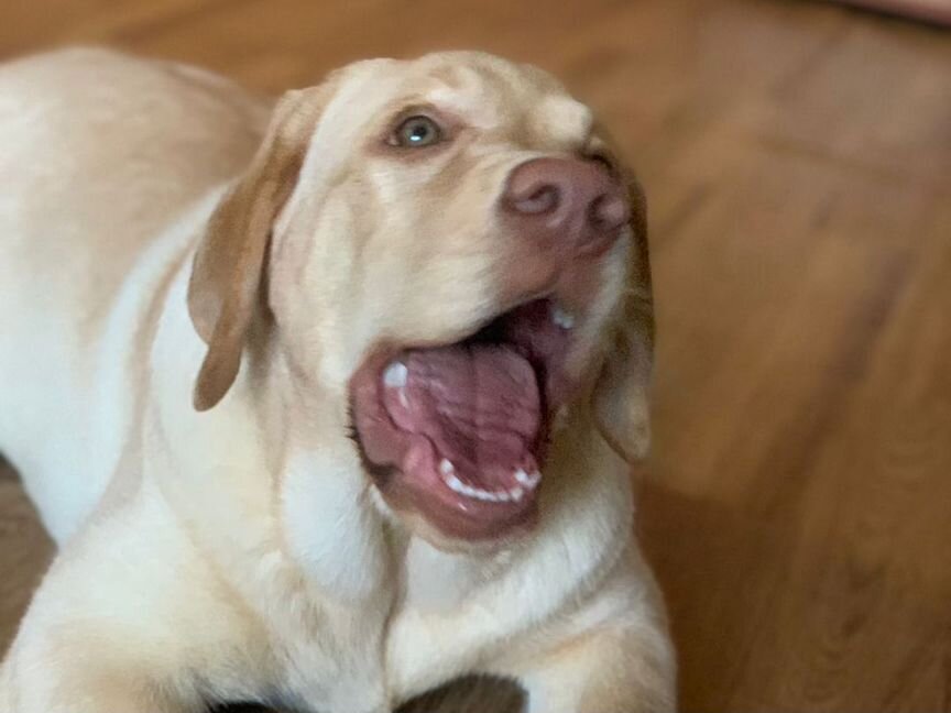 Лабрадор ретривер щенки