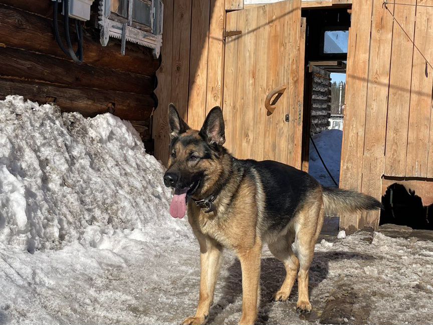 Вязка кобеля Немец