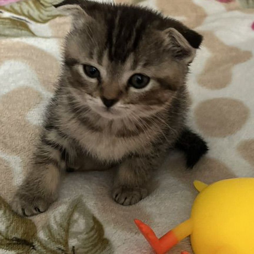 Вислоухий котенок девочка