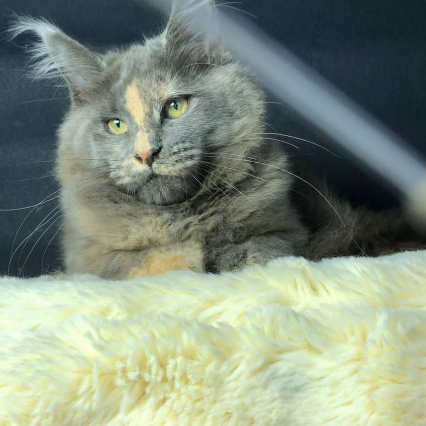 Кошечка мейн-кун