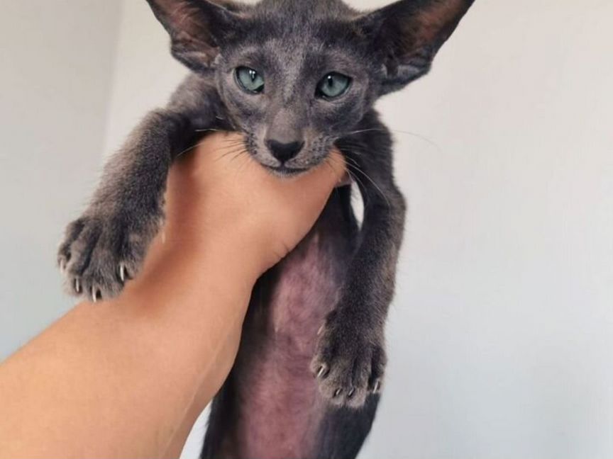 Ориентальные котята