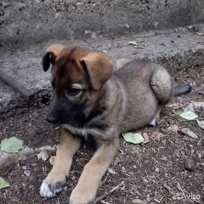 Маленьким Дэну и Рэму нужен дом