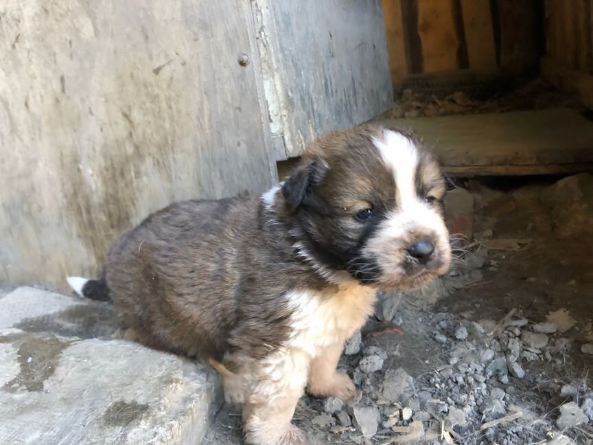 Щенки московской сторожевой и Алабая