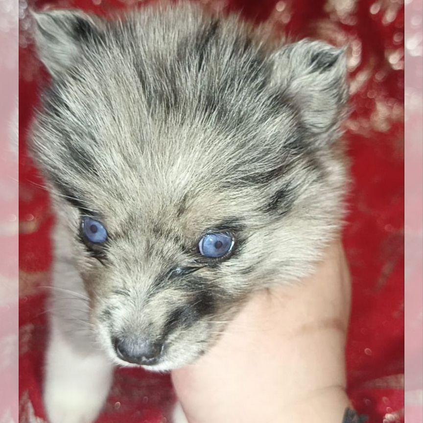 Помски, щенок