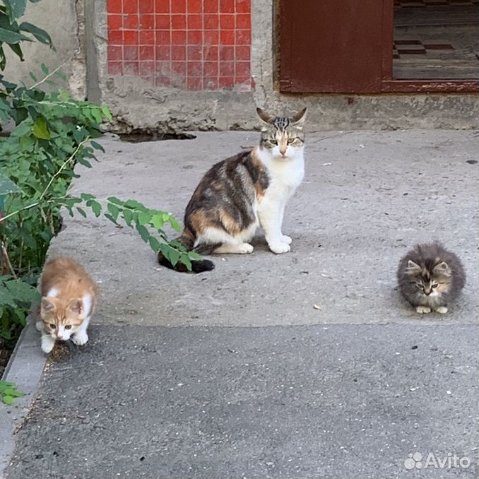 Сладкие котятки в добрые руки