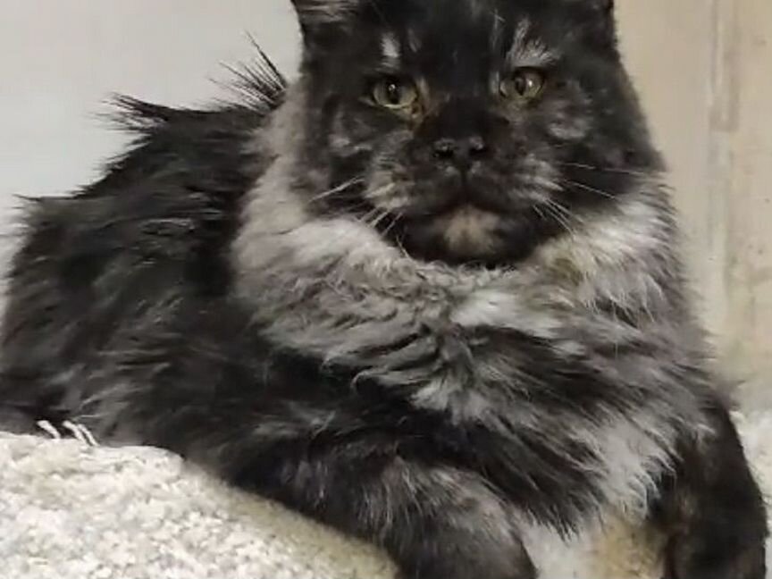 Шикарный кот мейн кун не кастрированный