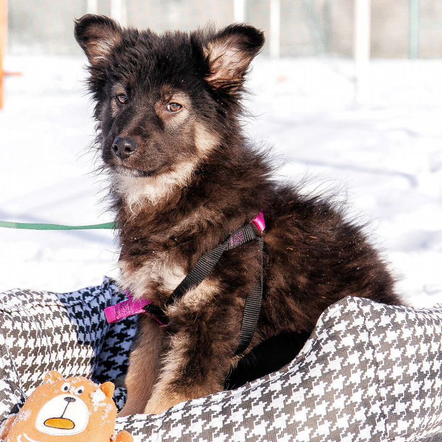 Филя в поисках семьи или Передержки