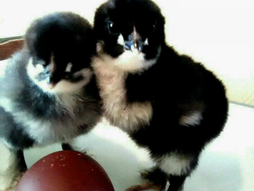 Маран цыплята