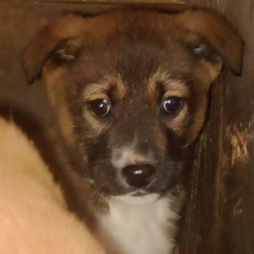 Щенок в добрые руки