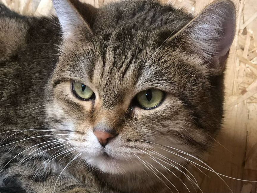 Лаура из приюта ищет дом