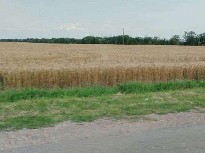 Зерно, пшеница, корм