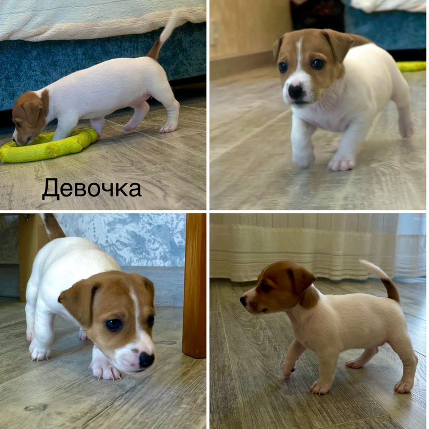 Щенки джек рассел терьер с документами