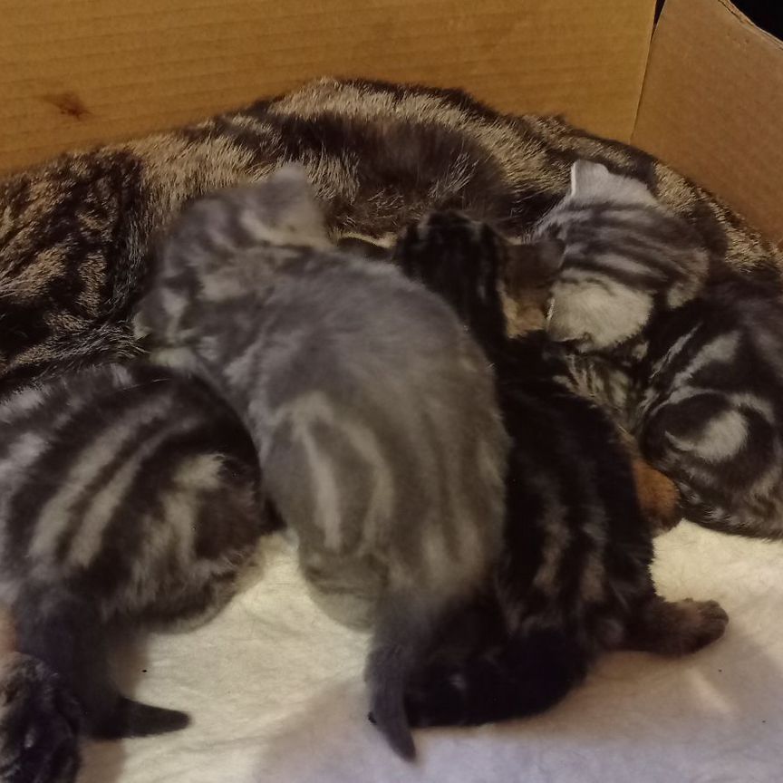 Шотландские прямоухие котята(страйт)