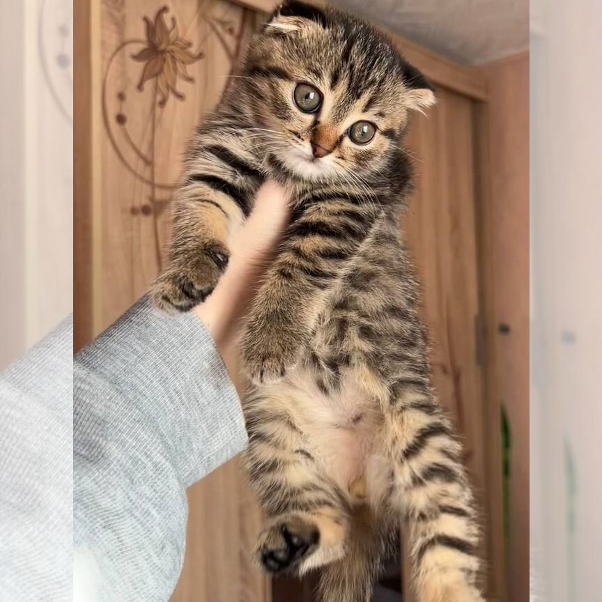 Шотландский вислоухий длинношёрстный котёнок