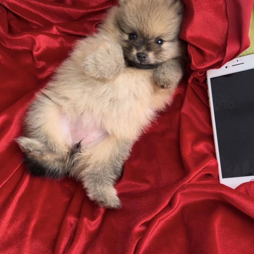 Щенки шпица