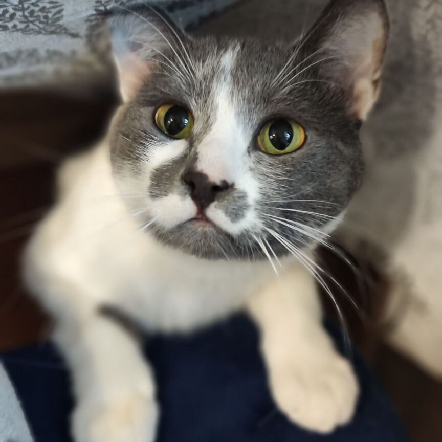 Кот дурак ищет дом