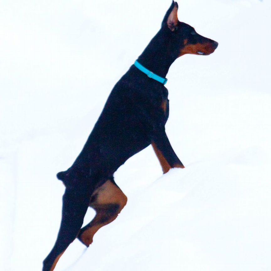 Доберман, щенок