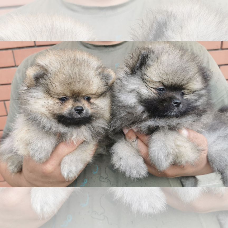 Померанские шпицы девочки