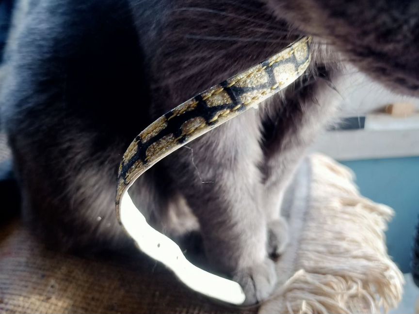 Найдена британская кошка