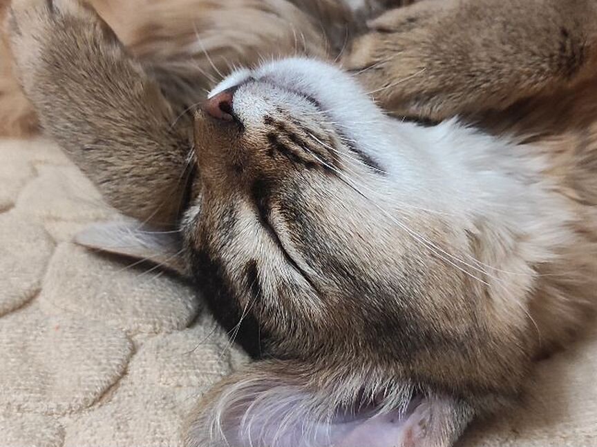 Сомалийская кошка