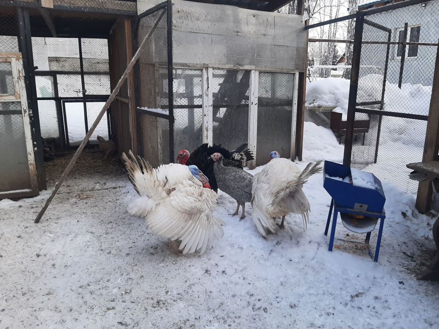 Индюки живым весом