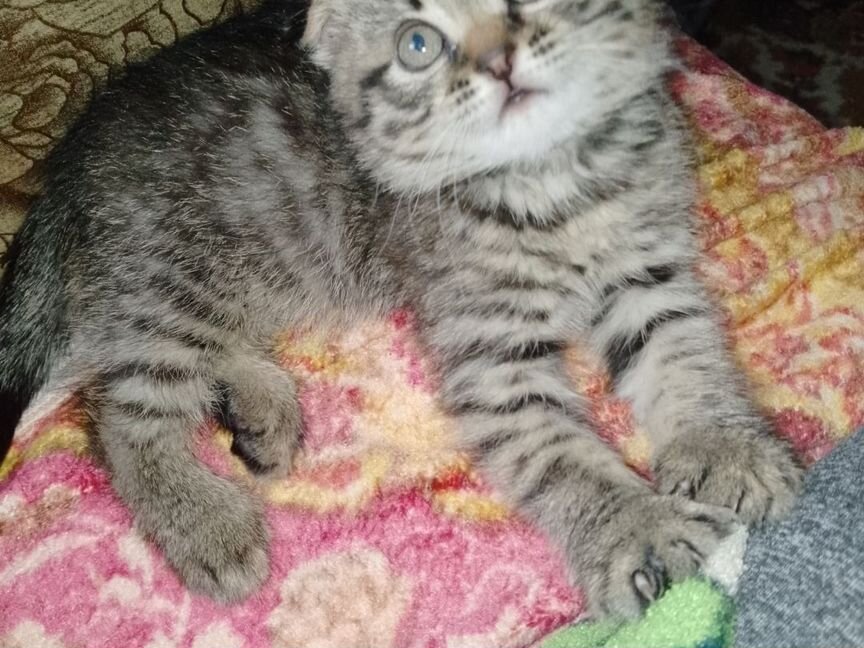 Котята вислоухие метисы