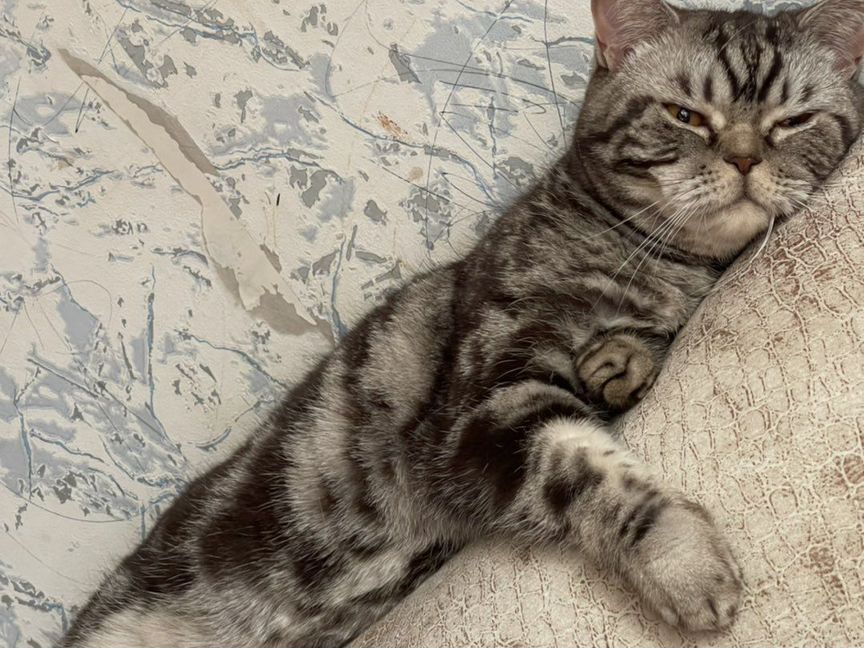 Британская кошка в добрые руки