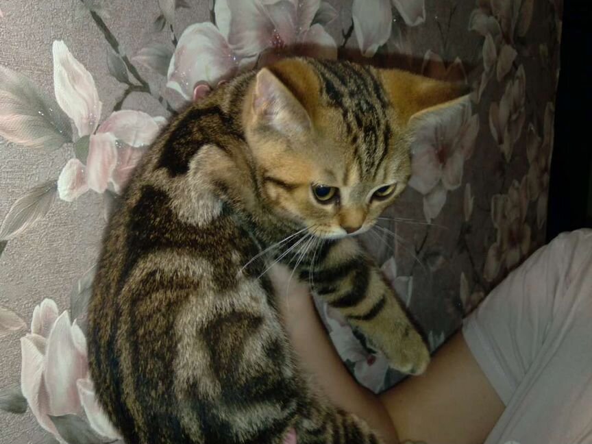 Шотландская девочка