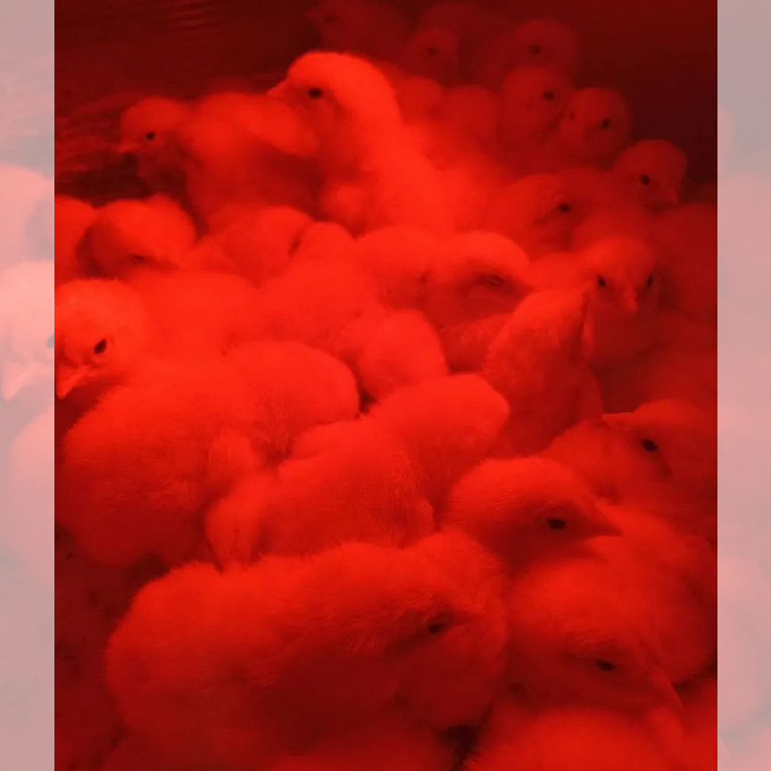 Цыплята бройлеры