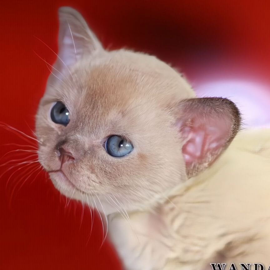 Европейский бурманский котёнок