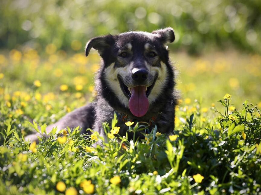 Собака ищет дом