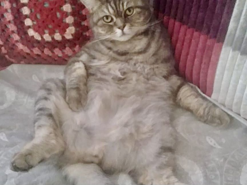 Котик просто сказска