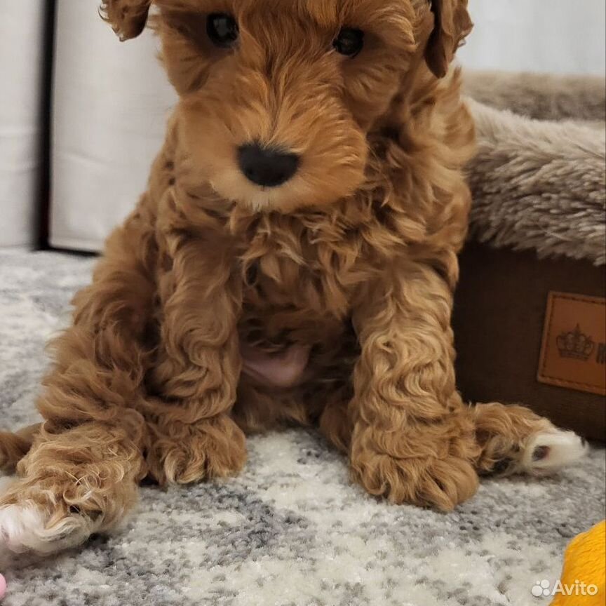 Щенки мальтипу f1 мини