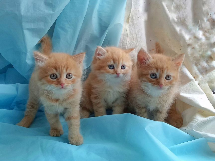 Длинношерстная кошечка рыжая