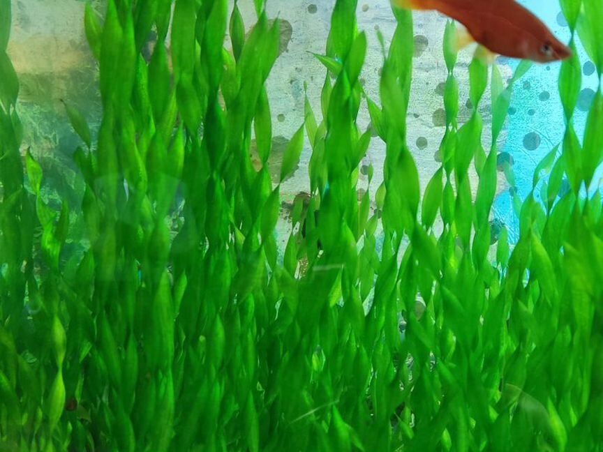 Продаю валеснерию спиральную для аквариума