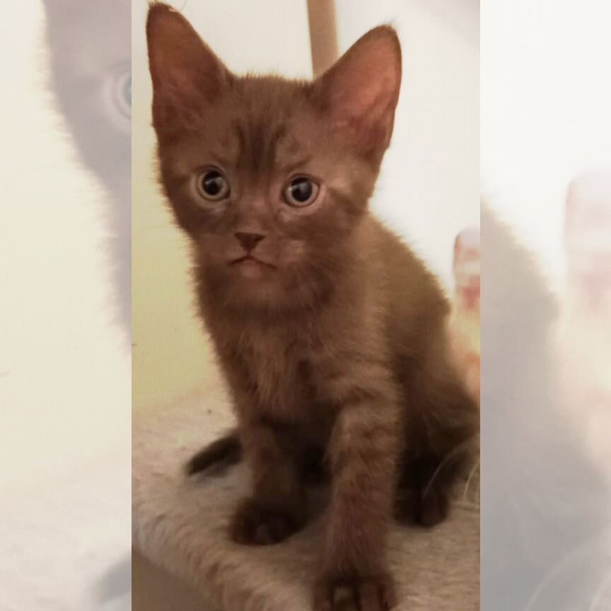 Котенок породы Манчкин длинные лапки