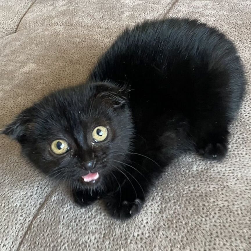 Котята вислоухие
