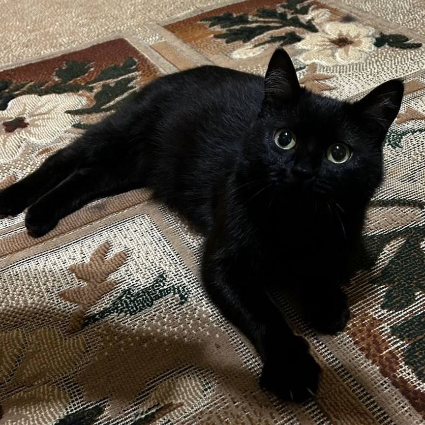 Взрослая, кошка в добрые руки